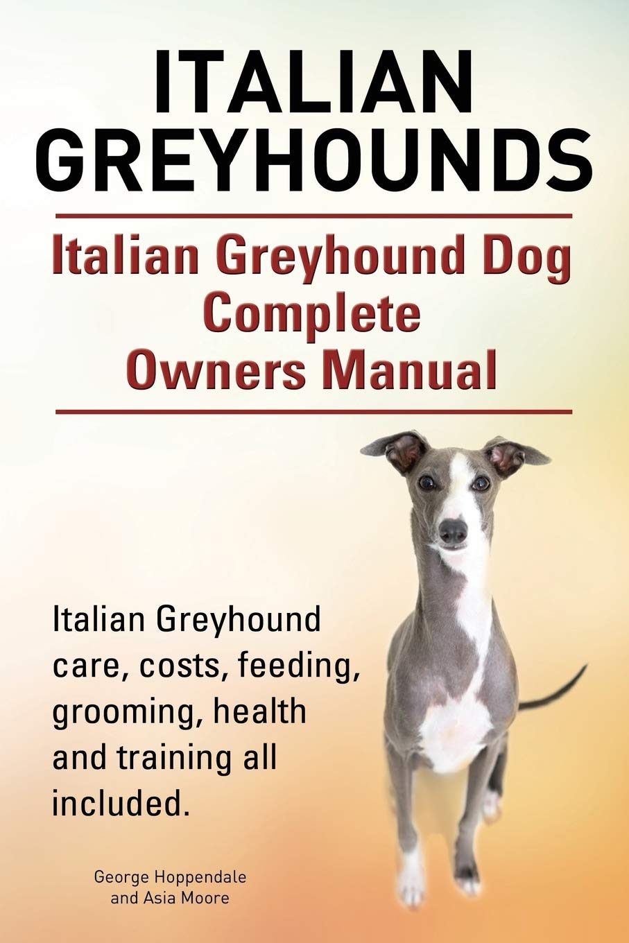 The miniature greyhound: facts on the miniature italian greyhound dog The miniature greyhound: facts on the miniature italian greyhound dog
