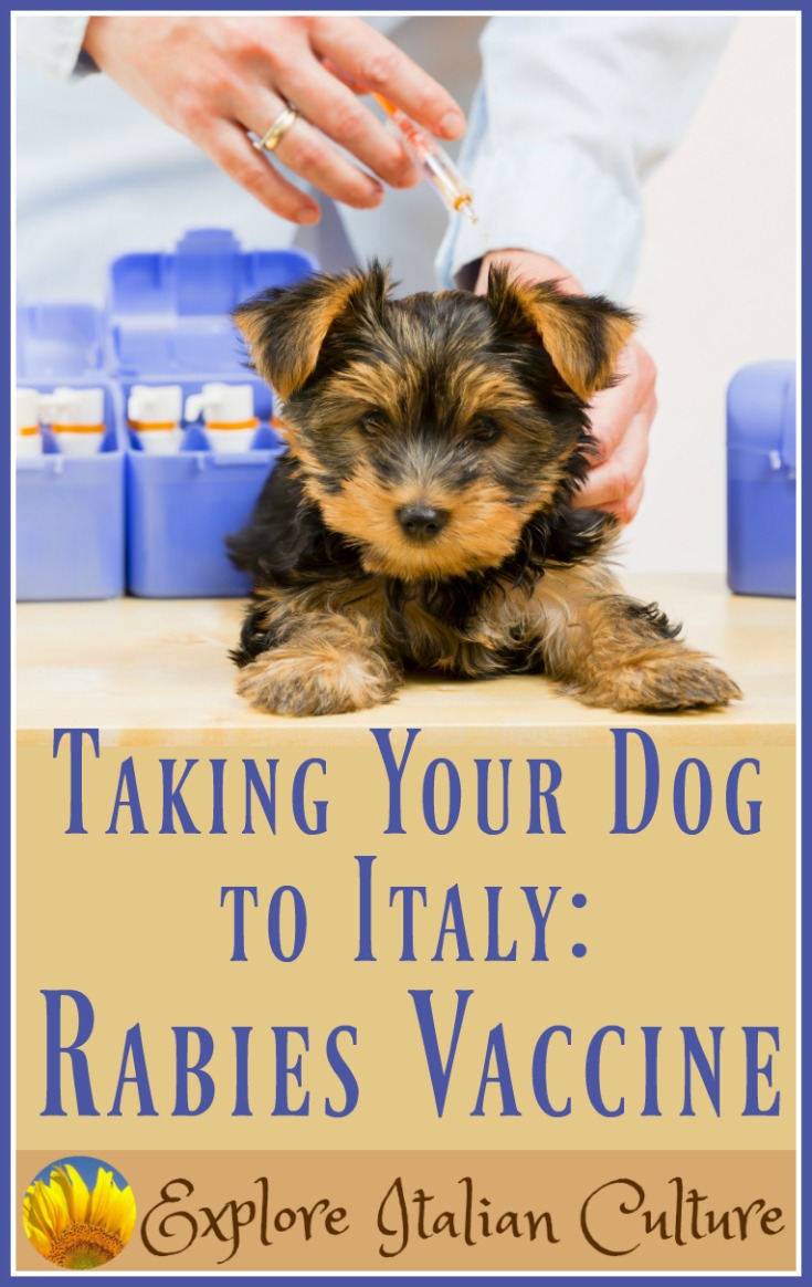 How Often Does A Dog Need Rabies Shot at Carol Hoyle blog How Often Does A Dog Need Rabies Shot at Carol Hoyle blog